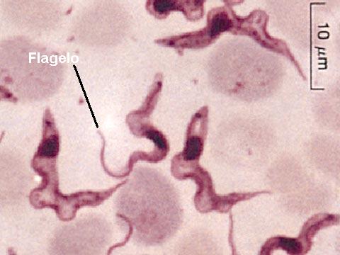 Aprender Ciências: Reino Protista