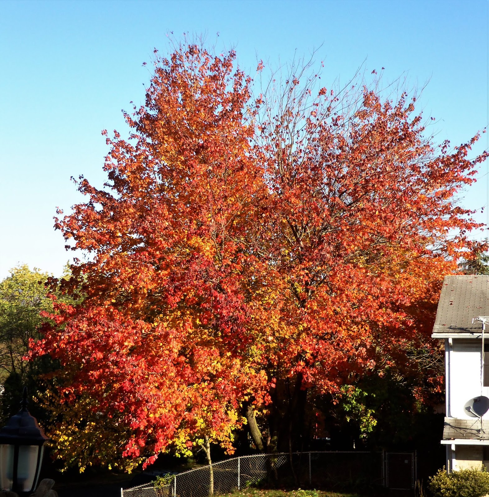 DEBBIE-DABBLE BLOG: Late Fall Front Porch and Yard Update. 2019