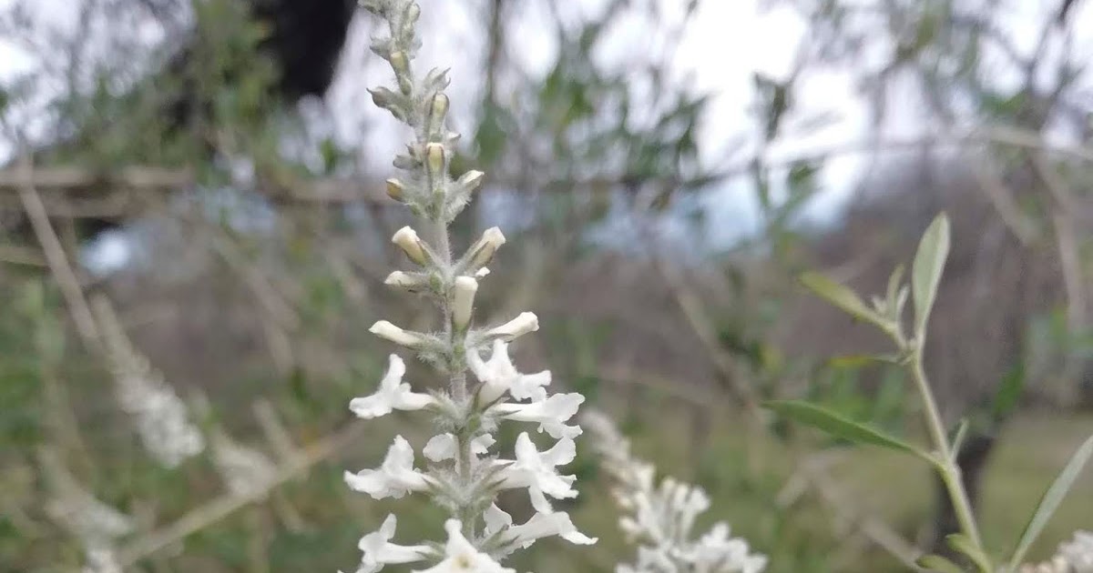 Flora Nativa de Entre Rios