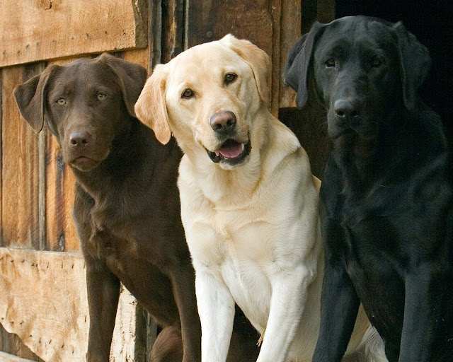 Cães & Cães: Labrador Retriever - 01
