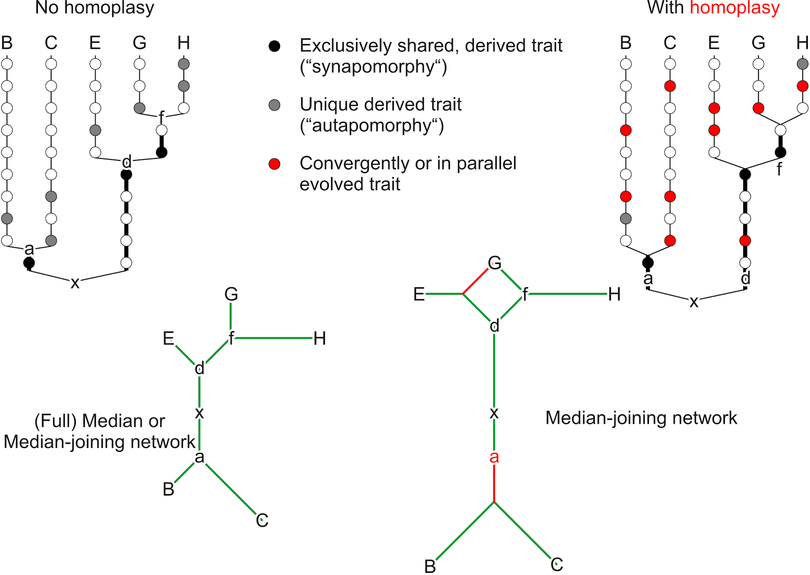 The Genealogical World of Phylogenetic Networks: Clades, cladograms ...