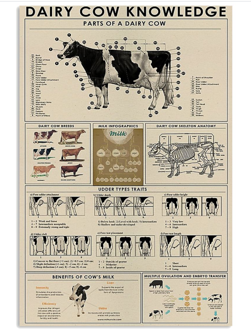LUXURY Dairy cow knowledge poster