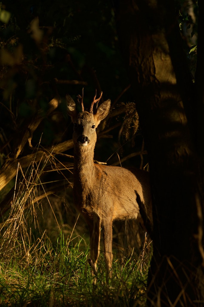British Wildlife Centre ~ Keeper's Blog: New Roe Buck