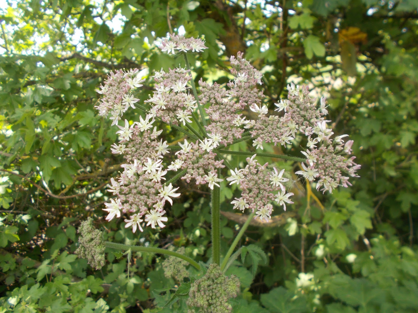 Tony's Blog: Kentle Wood: umpteenth visit (with addendum)