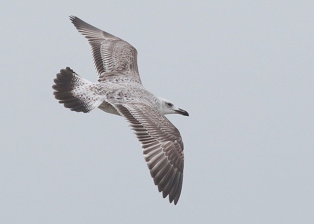 Richard Smith - Birdwatching Days Out: 2x CASPIAN GULL, 1st winter ...
