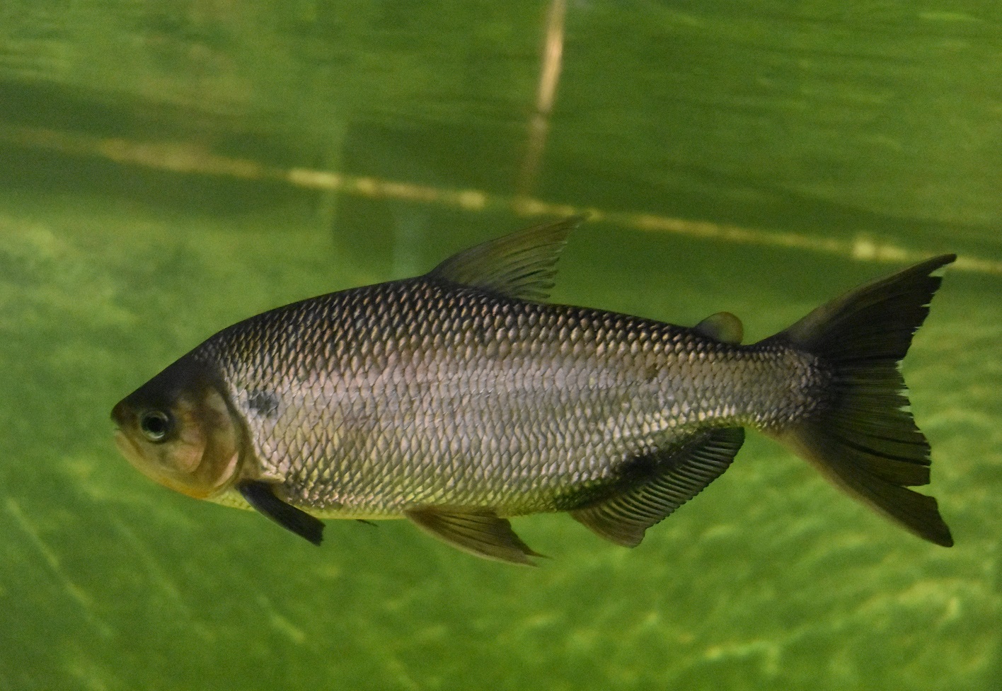 ZOOTOGRAFIANDO (6.100 ANIMALS): SÁBALO AMAZÓNICO / AMAZON BRYCON ...