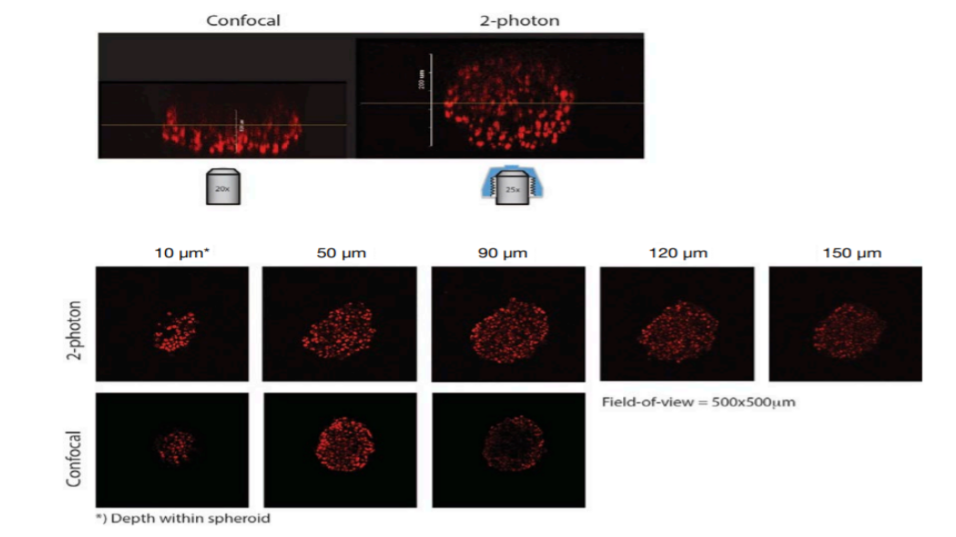 Breakthrough in Live Cell Microscopy of 3D Cellular Models ...