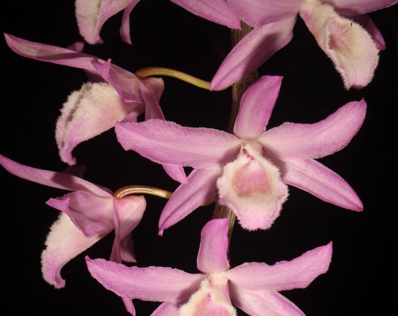 Ricardo's Blog, : Dendrobium Mentor (polyanthum x anosmum) a primary ...