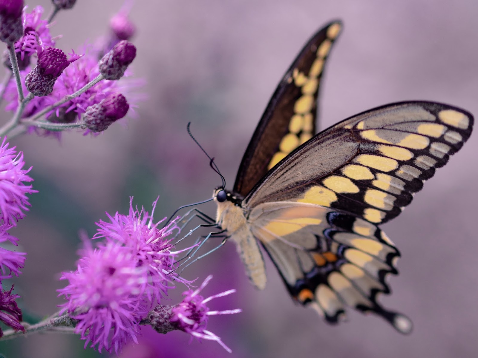 10 leuke weetjes over de vlinders in je tuin