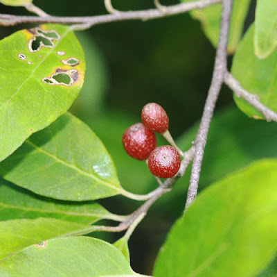 Fruit Seeds of Southern Michigan: Elaeagnus umbellata -- Autumn Olive