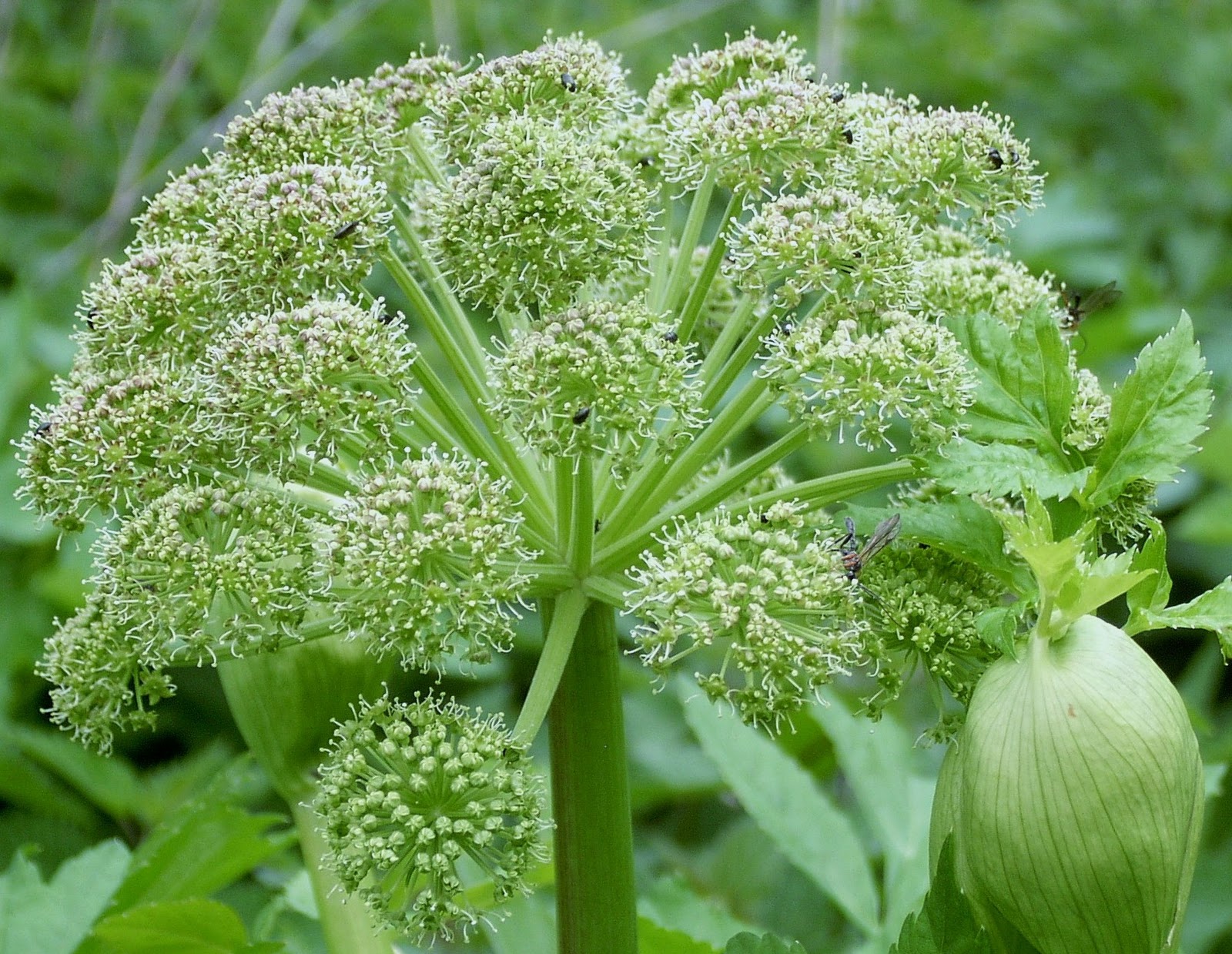 Growing Hermione's Garden: Angelica archangelica - Angelica