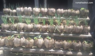 Cocopot Original From Coconut Husk | Coconut Folder