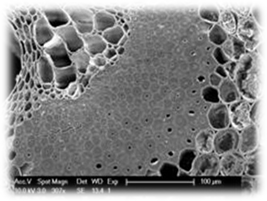 Bamboo Fiber || Properties || Processing || Applications