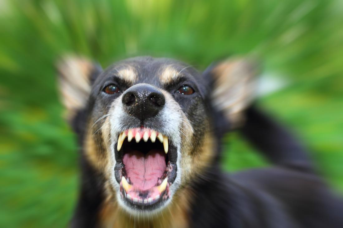 Dog Aggression Workshop: July 31-August 1 | Australian Dog Lover