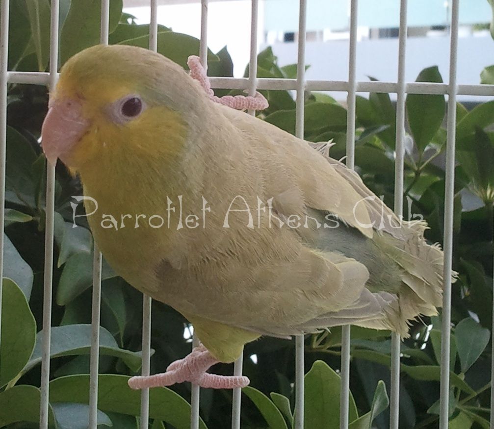 Parrotlet Athens Club: Parrotlet - Breeders Athens Greece