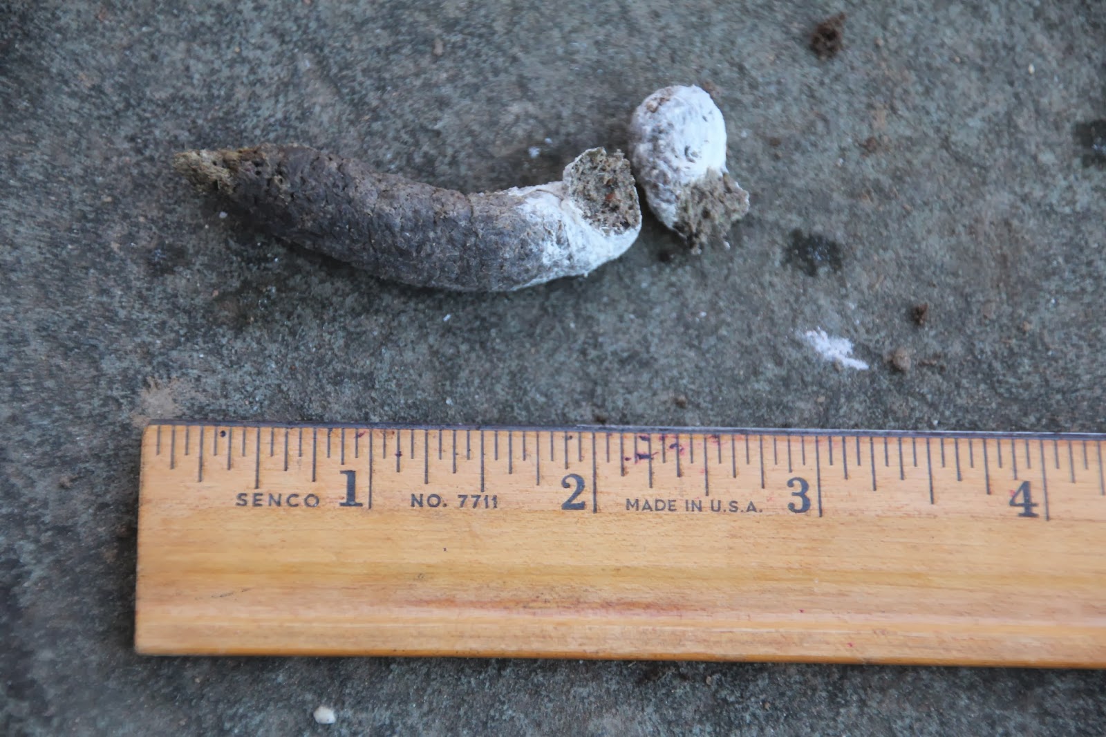 It Just Comes Naturally: Thanksgiving Survivors and Turkey Turds (for ...