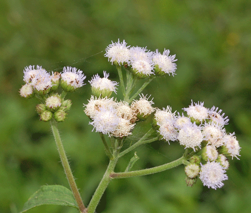 Tanaman Obat Sawi Langit - Amazing Indonesia