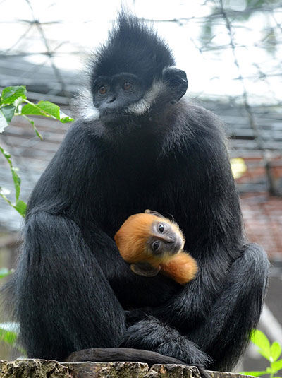 Jornal dos Bichos - Animal em Fatos, vídeos e fotos: Macaco de raça ...