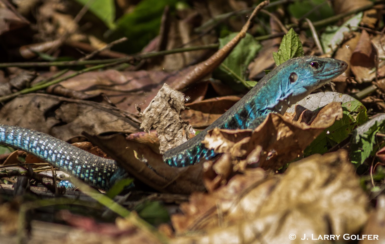 Piñones Trail: Biking, Beaches, Boardwalks, Birds, and a Blue Lizard