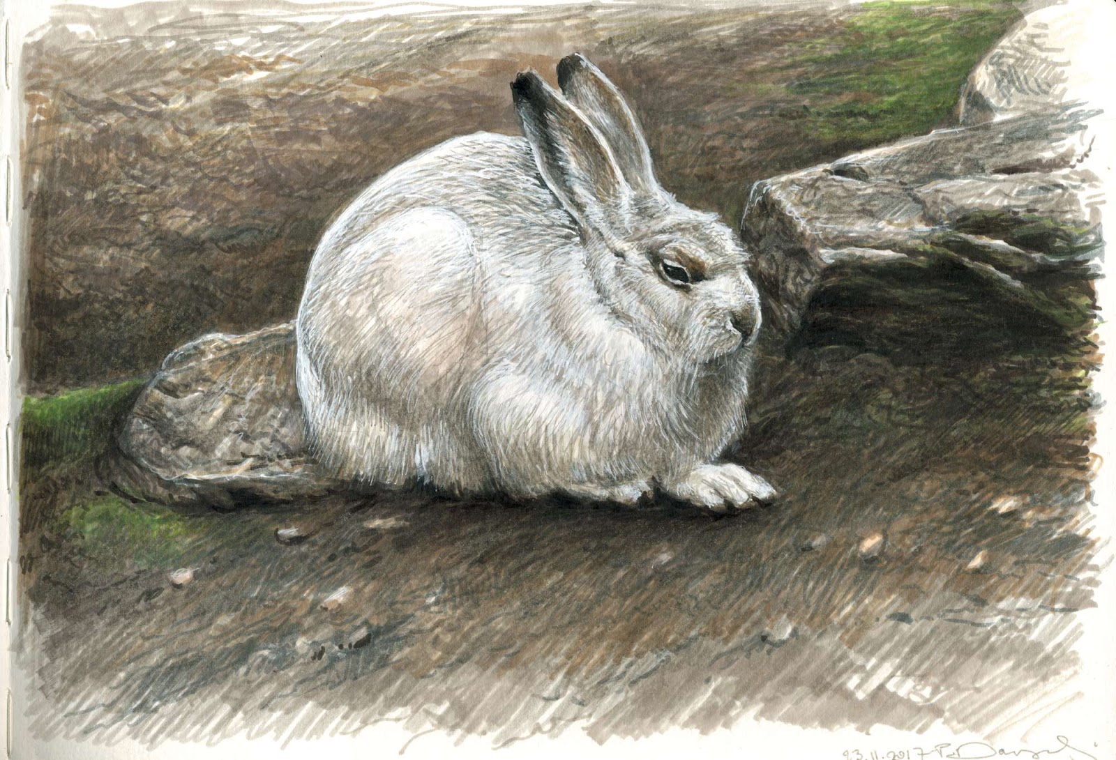 Mountain hare study-Munich zoo
