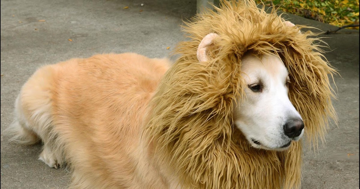 Buckles Blog: MORE DOGS