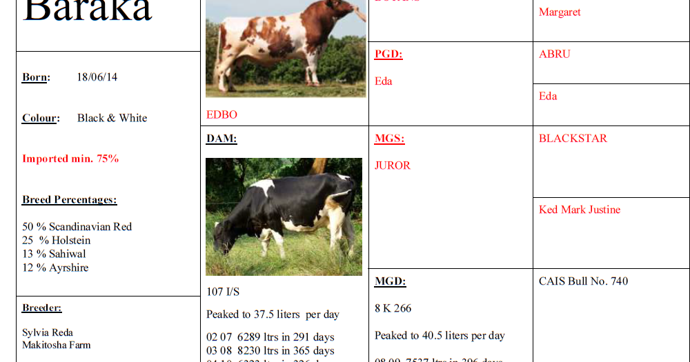 Makitosha Farm: Selling our own breeding bull "Baraka"