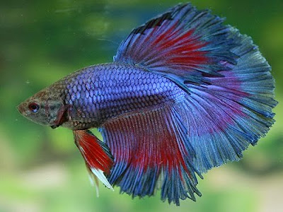 Ikan Hias Terpopuler dan Paling Dicari | SEPUTAR INFORMASI