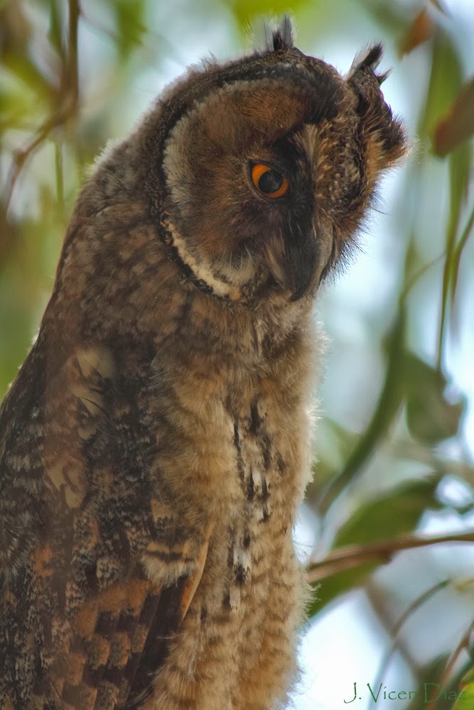 Búho chico ( Asio otus )