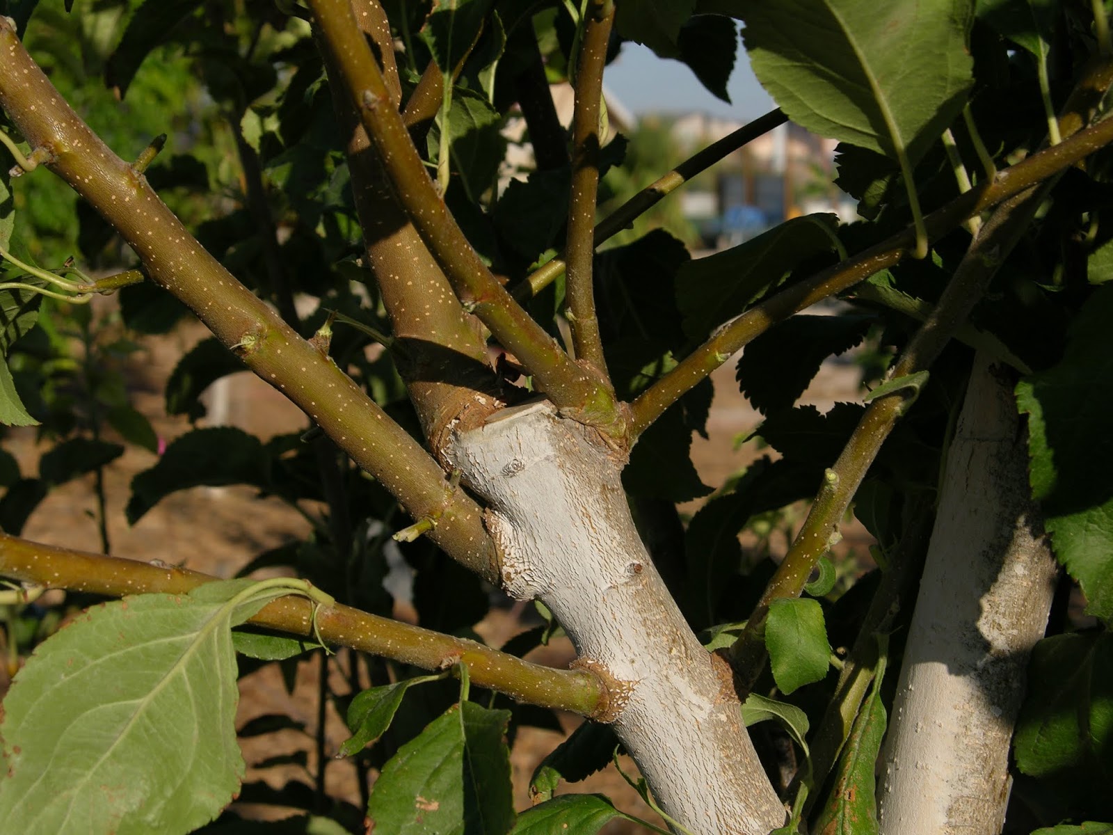 Horizontal Tree Branch