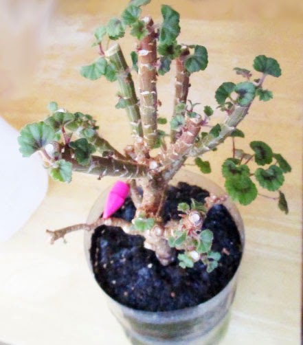 Green Jean: mini geranium