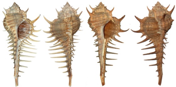 La Peste Loca: El Murex