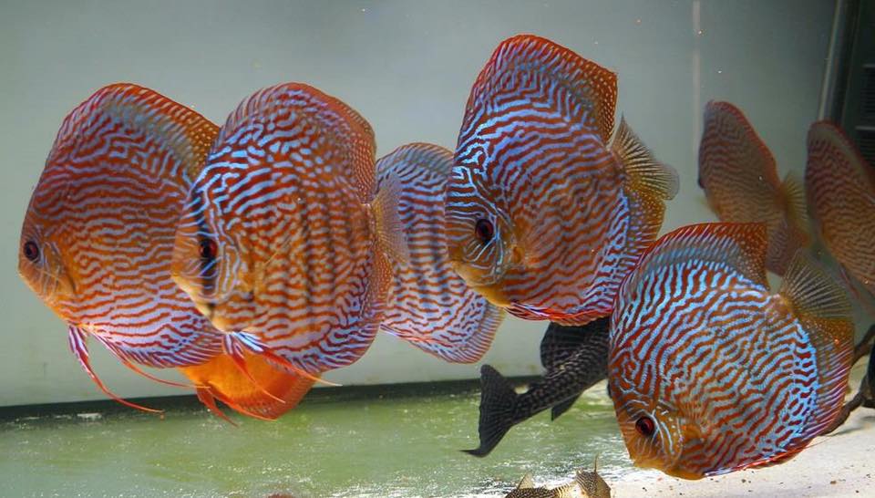 Discus fish