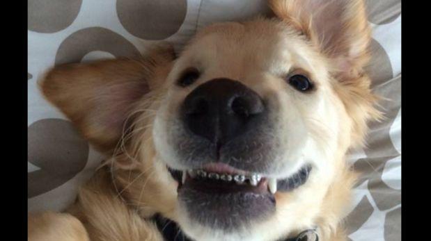Conoce al perrito que usa brackets - Tu Parada Digital