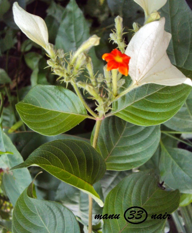 papanasini: Vellila ( Mussaenda glabrata)