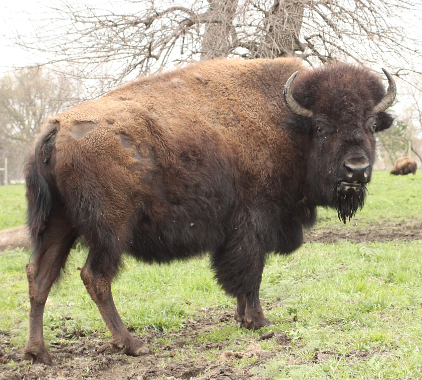 BLUE ROADS AND BOONDOCKING: THAT'S A LOT OF BULL