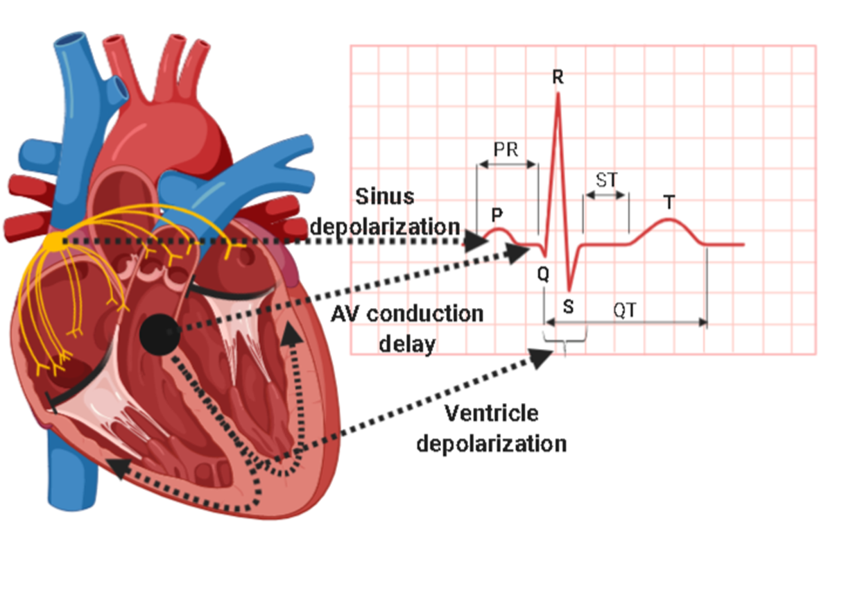 De la célula al electrocardiograma: estructura morfofuncional del corazón