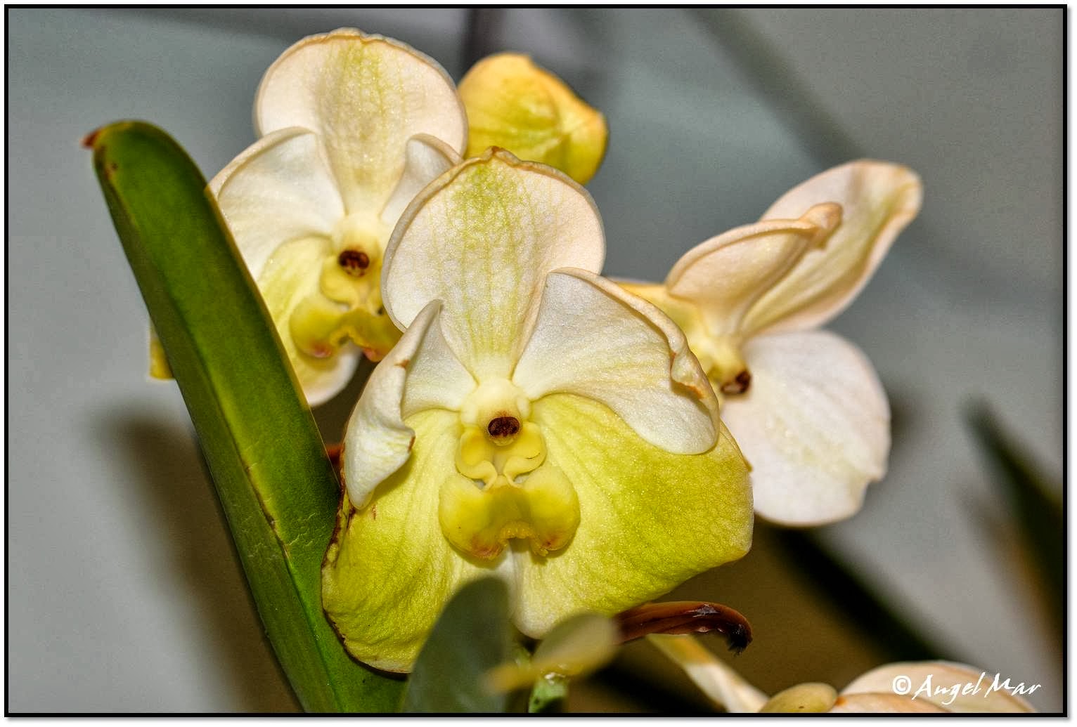 Orquídeas Blog de Angel Mar: Vandas (Cuidados básicos) Color y exotismo