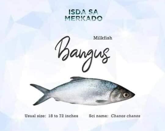 Ibang Uri Ng Isda Sa Dagat - sariwang isda