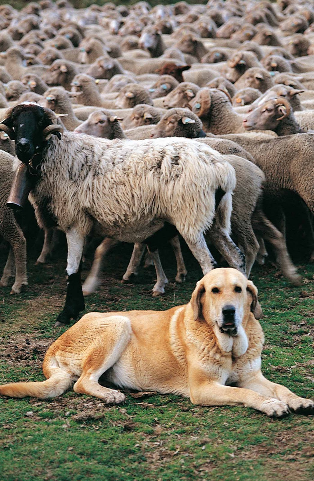 Trashumando: EL MASTÍN ESPAÑOL