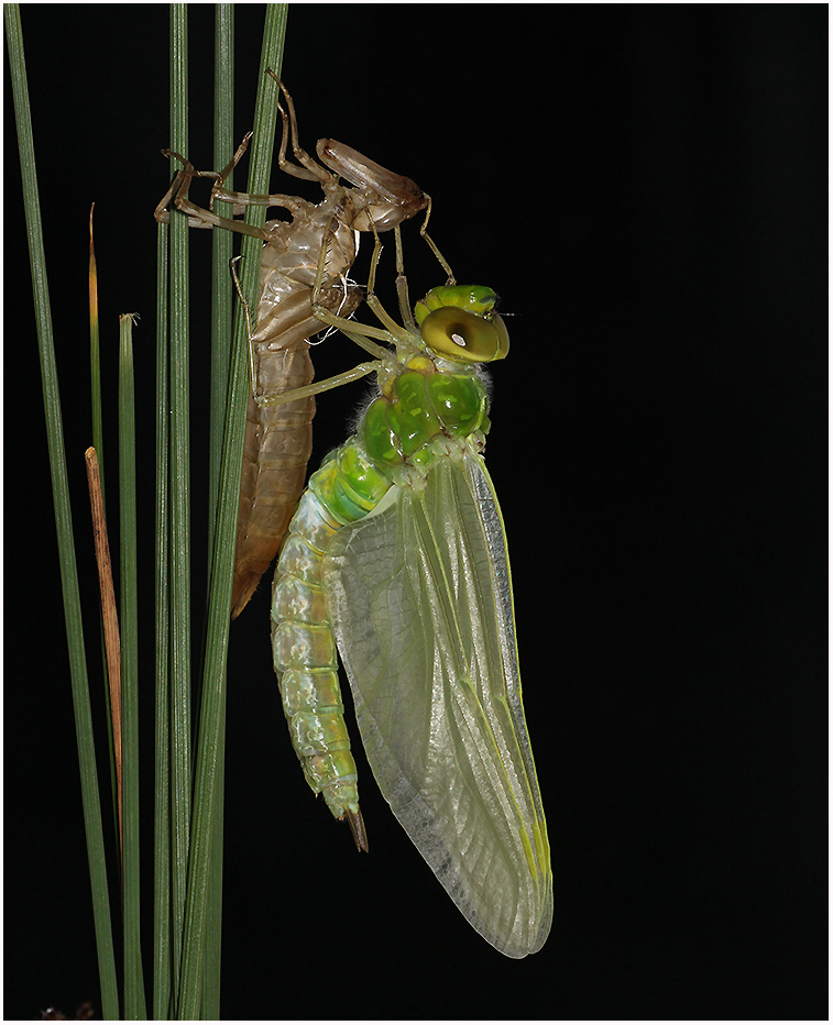 Kent Dragonflies: The BEST Emergence Photos