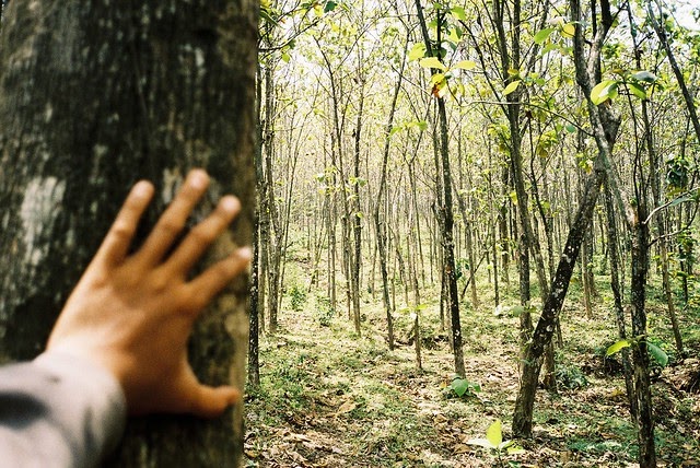 5 Kisah Nyata Tersesat di Hutan Belantara - Kisah Web