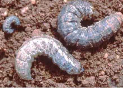 Inilah Hama Dan Penyakit Pada Tanaman Bawang Merah Yang Harus Diwaspadai