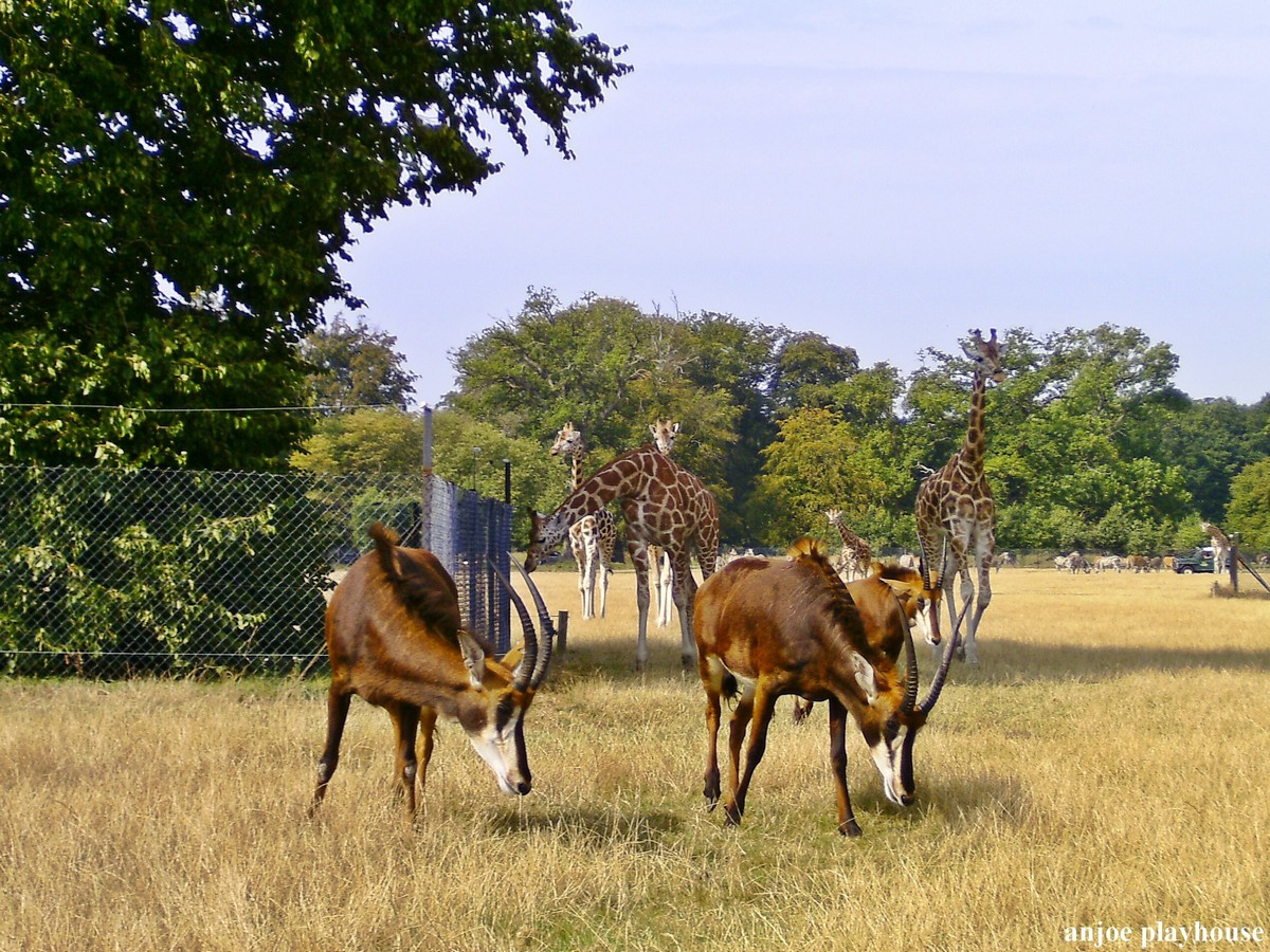 LOLLAND FOTOS: KNUTHENBORG SAFARIPARK