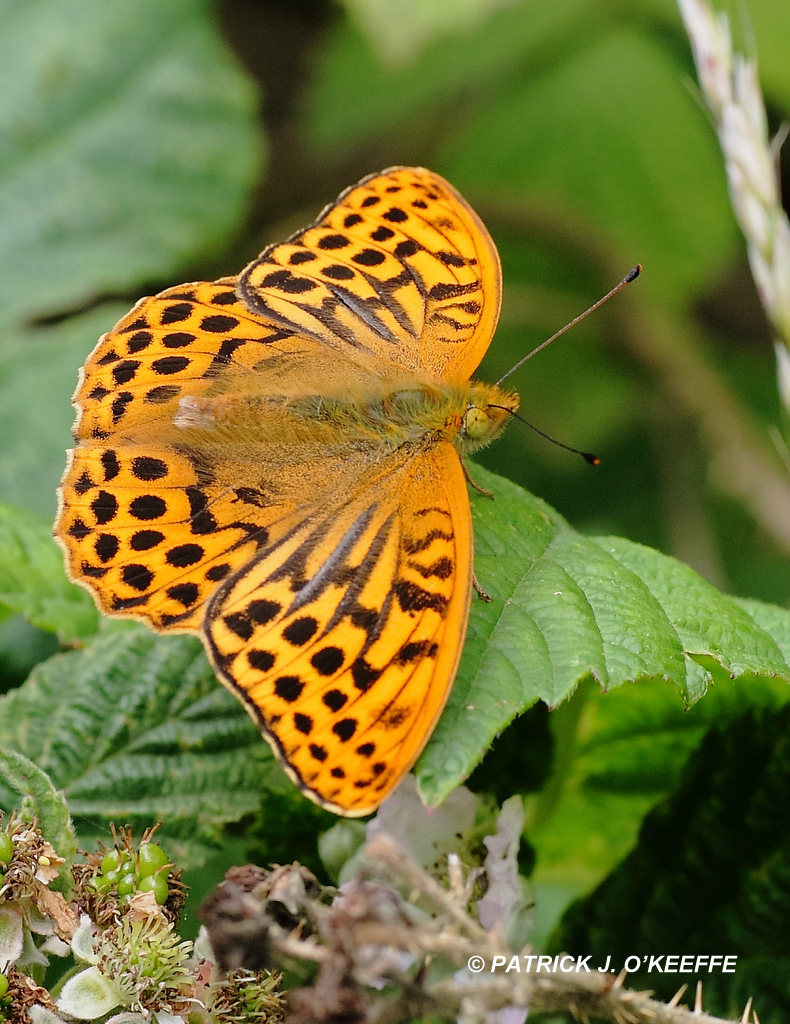 Raw Birds: SILVER WASHED FRITILLARY BUTTERFLY (Argynnis paphia ...
