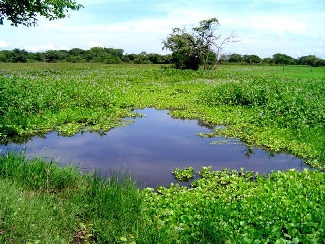 Los biomas :): Diversos biomas que existen en el mundo