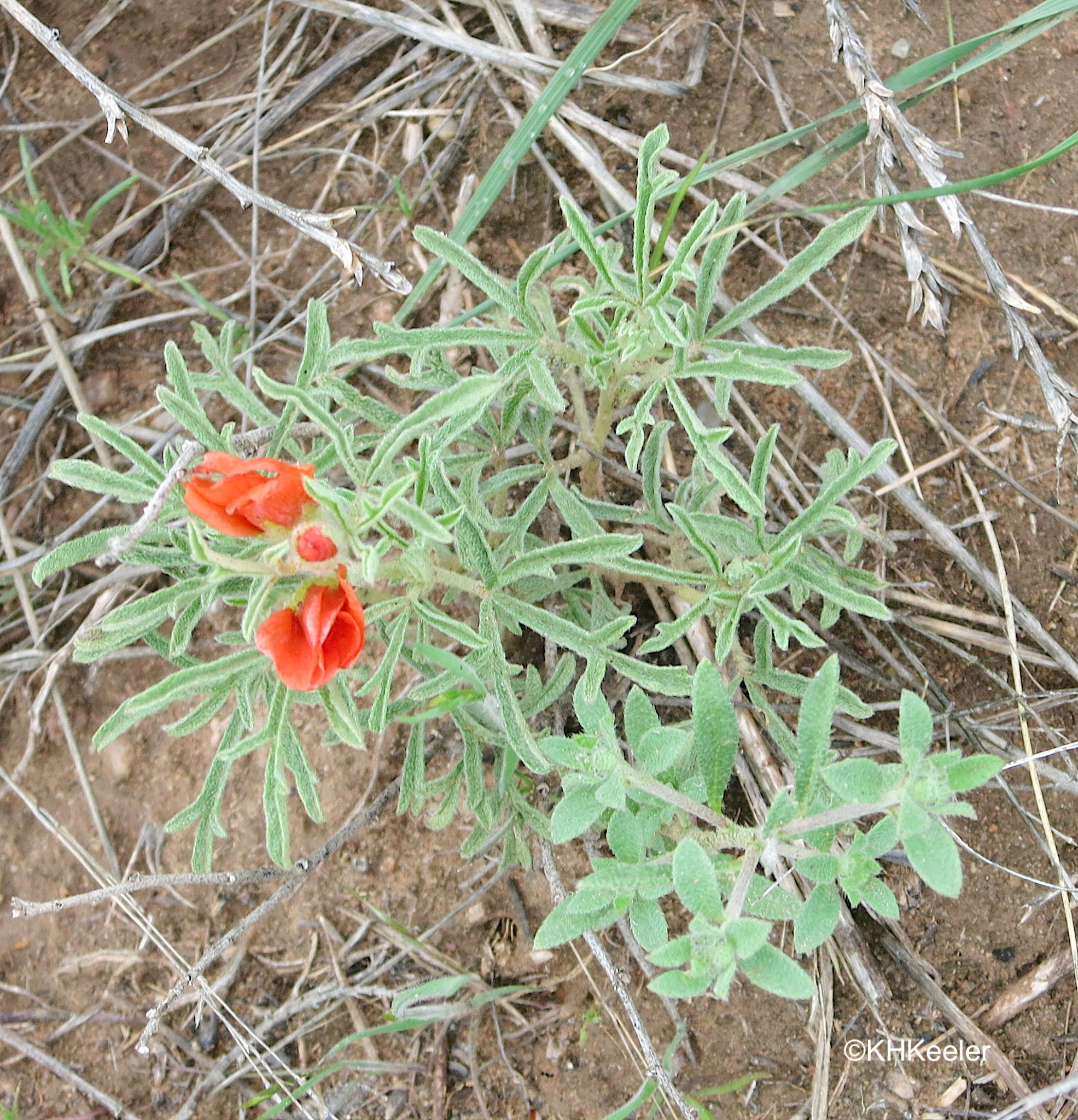 A Wandering Botanist: Cowboy's Delight, Scarlet Globemallow ...