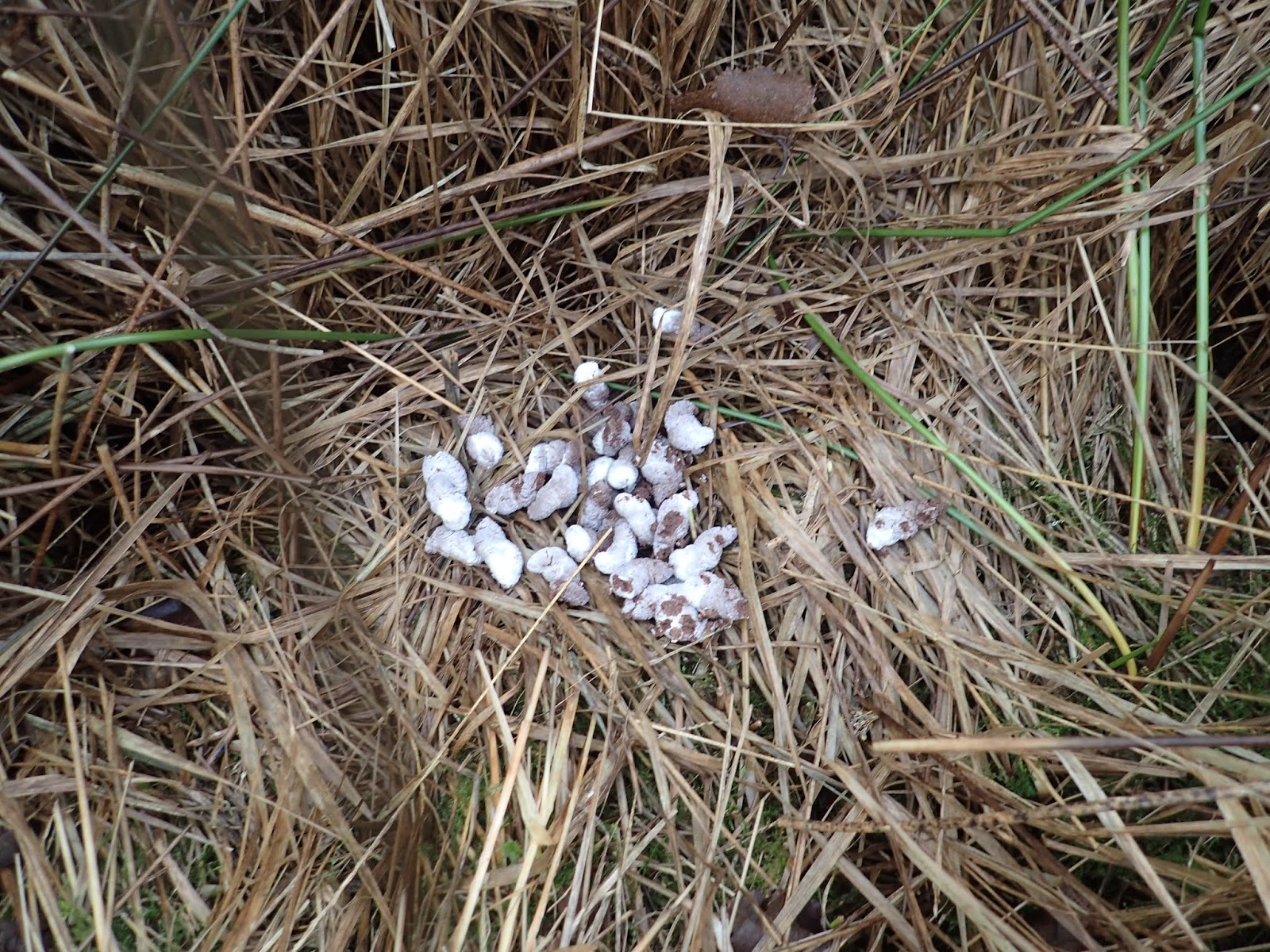 The Lyons Share: 2019