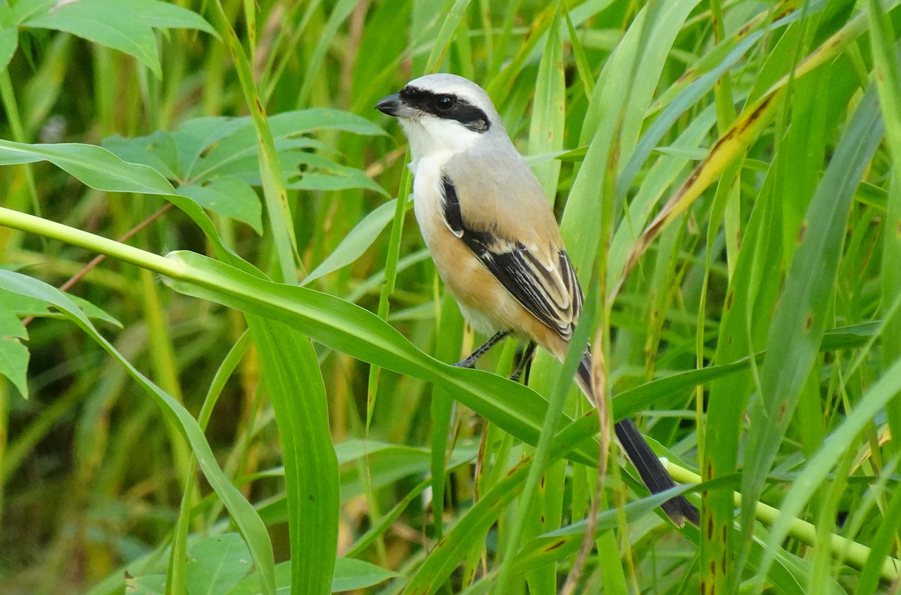 5 Mitos Buruk Burung Pentet Dan Penangkalnya ~ ANDE LUMUT