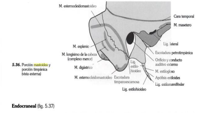 Anatomía del Cráneo y Cara: Huesos Pares del cráneo por Pablo Vázquez