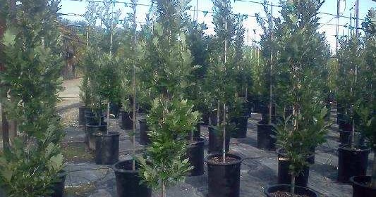 Western Tree Nursery Wholesale Only - California: Quercus x Heritage ...